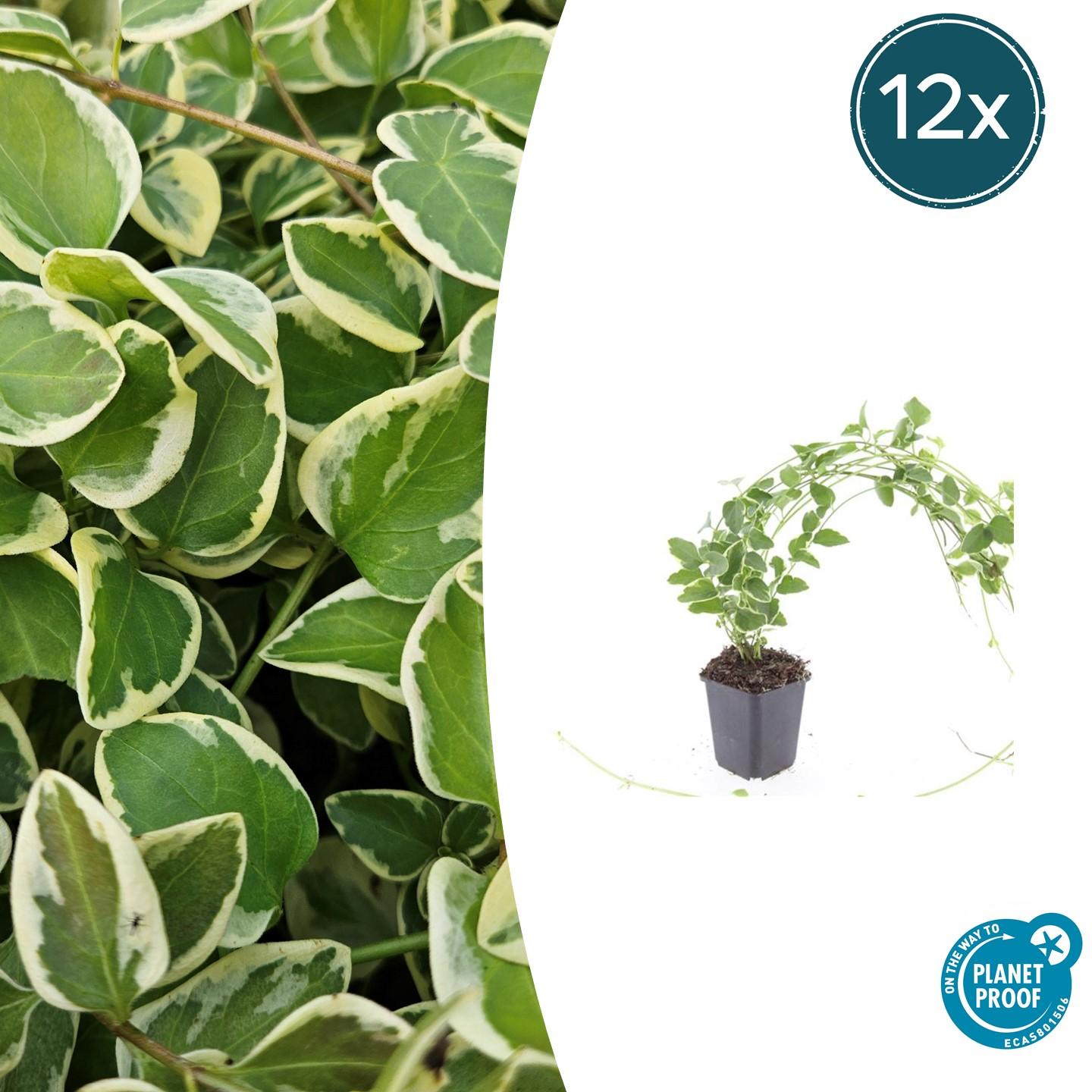 12x Vinca major 'Variegata' – Cubresuelo perenne con hojas variegadas y ...