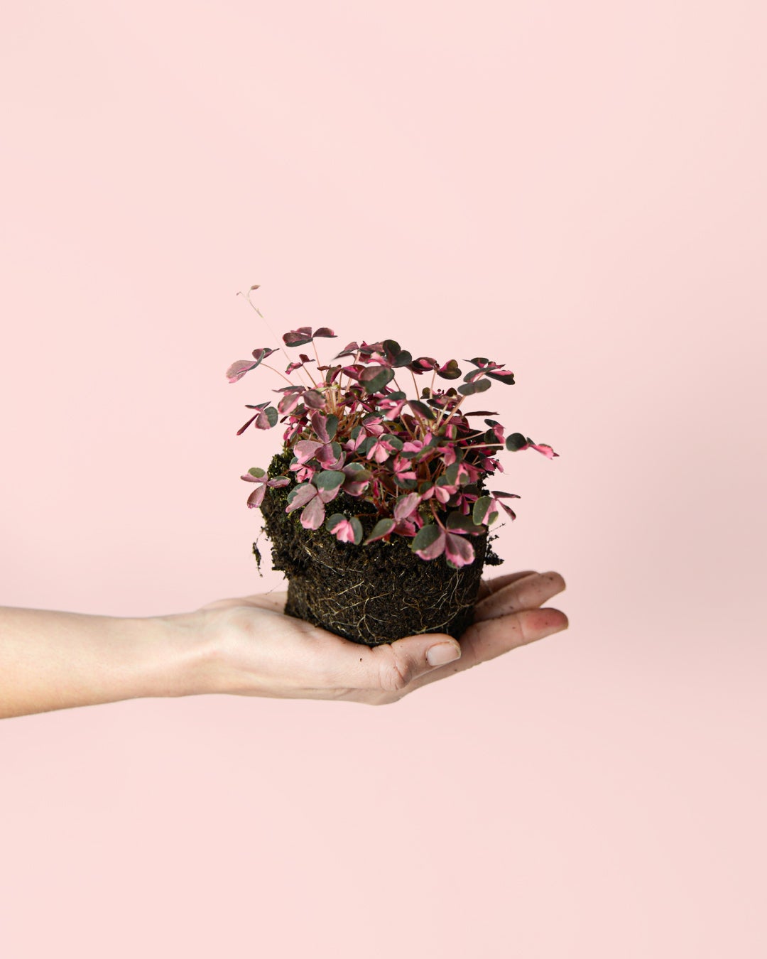 Oxalis Pink | Plantas Naturales | Pur Plant | Leroy Merlin