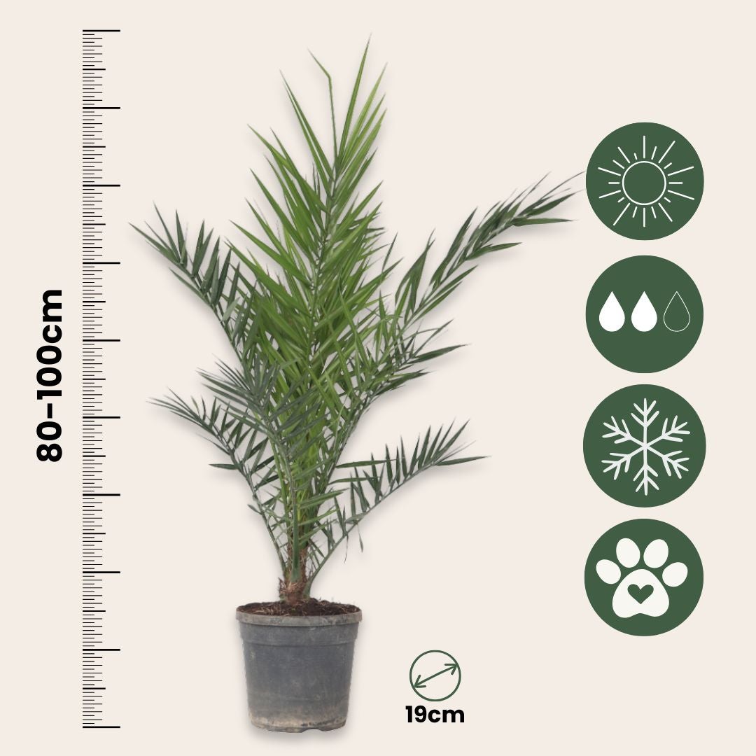Palmier Dattier nain - Phoenix canariensis - Hauteur 80-100cm - ⌀19cm ...