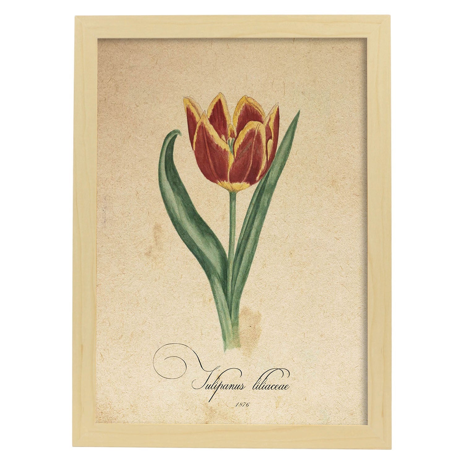 Affiche De Fleurs Vintage. Liliaceae Tulip Lamina Avec Conception ...