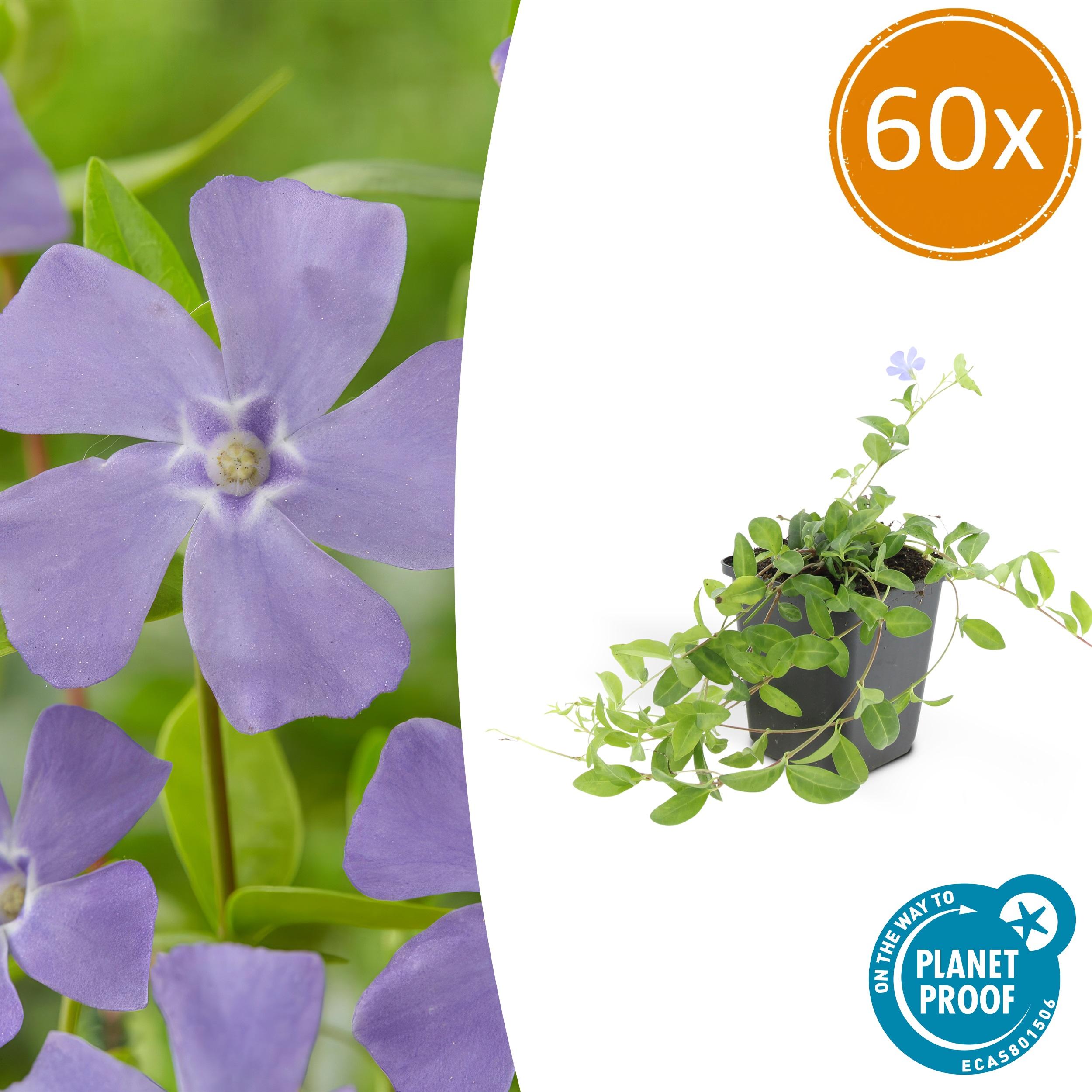 60x Vinca minor – tapizante azul fuerte 10–25 cm – maceta Ø9 cm – sol/sombra – florece marzo ...