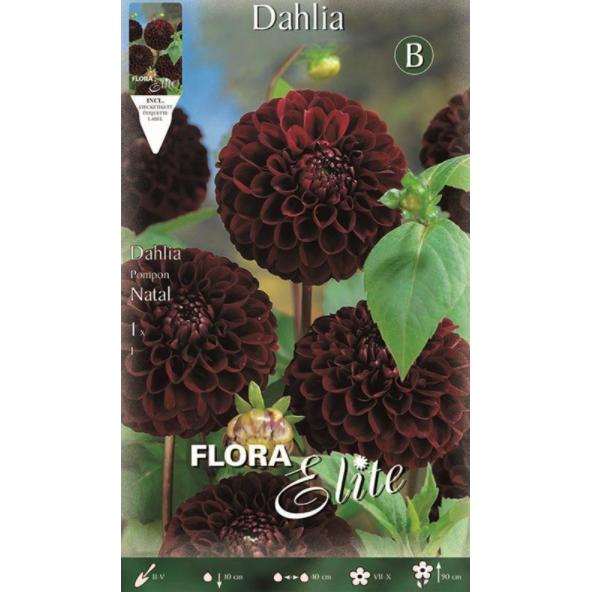 Bulbo Dalia Pom Pom negra Natal 1 | Leroy Merlin