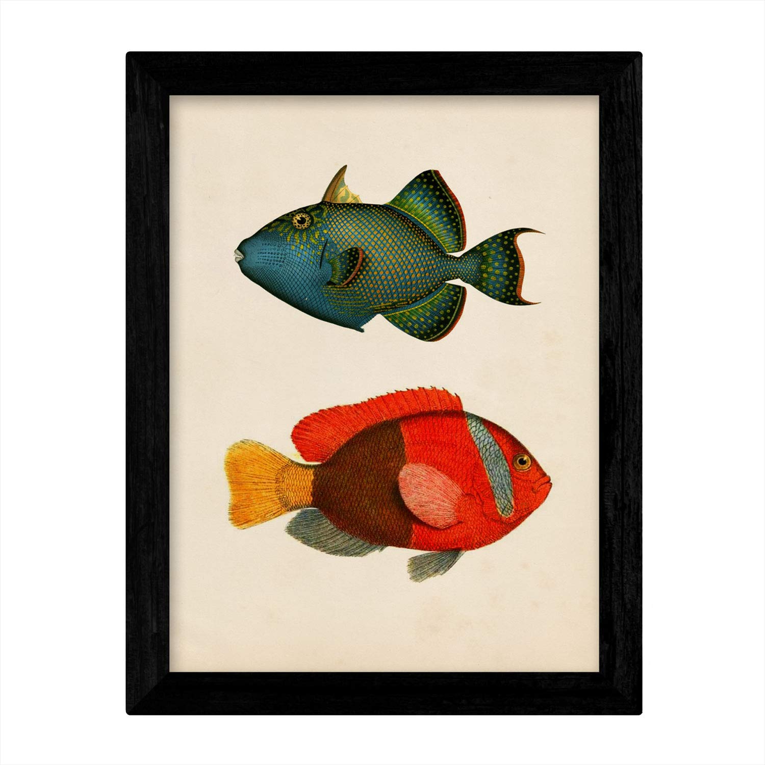 Set De 4 Láminas De Peces Coloridos. Mediterraneo. Composicion De 11 ...