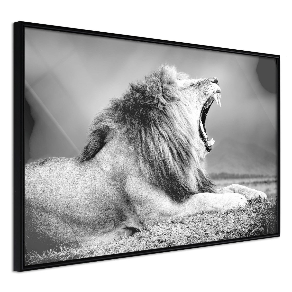 Affiche Murale Encadrée "Yawning Lion" 45 x 30 cm Noir | Leroy Merlin