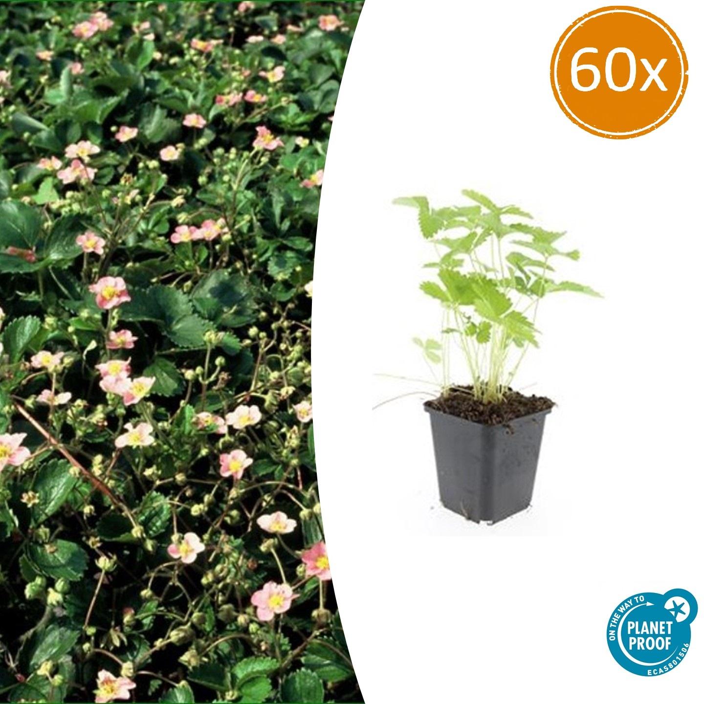 60x Fraisier des bois Fragaria vesca – Plante couvre-sol 10-25 cm ...