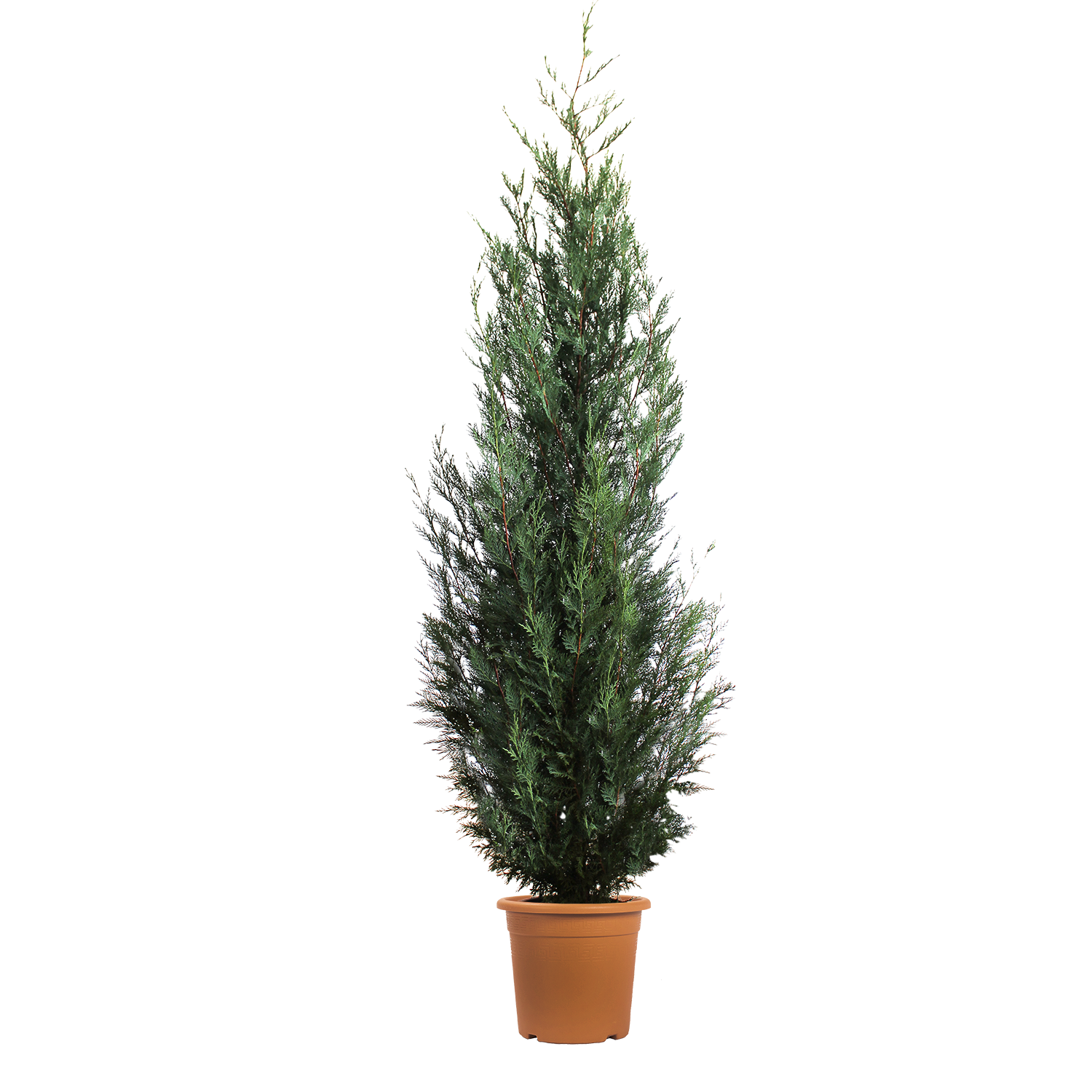 KENTIS - Cupressus Arizonica Fastigiata Glauca – Cyprès bleu ...