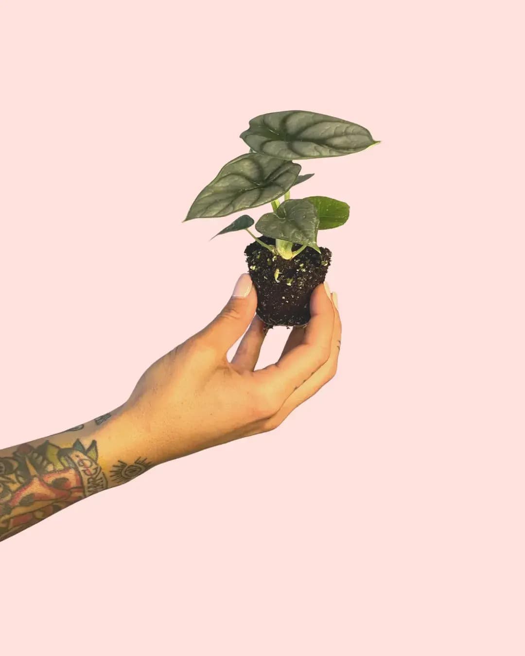 Alocasia Silver Dragon | Mini Plantas Naturales Interior | Pur Plant ...