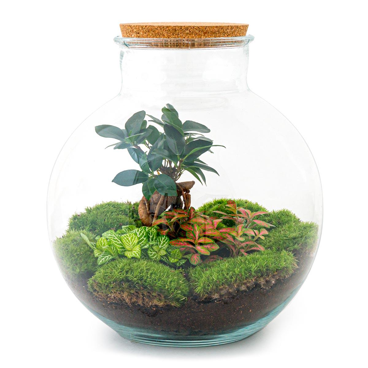 Jardin en bouteille "Bolder Bob" - Terrarium pour plantes DIY - hauteur ...