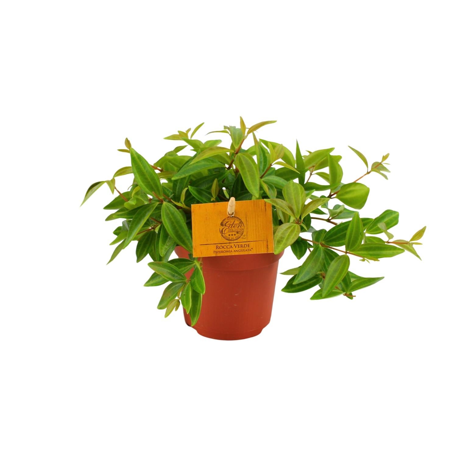 Peperomia Ang. Rocca Vivace - Planta tropical compacta Ø11cm ↕15cm ...