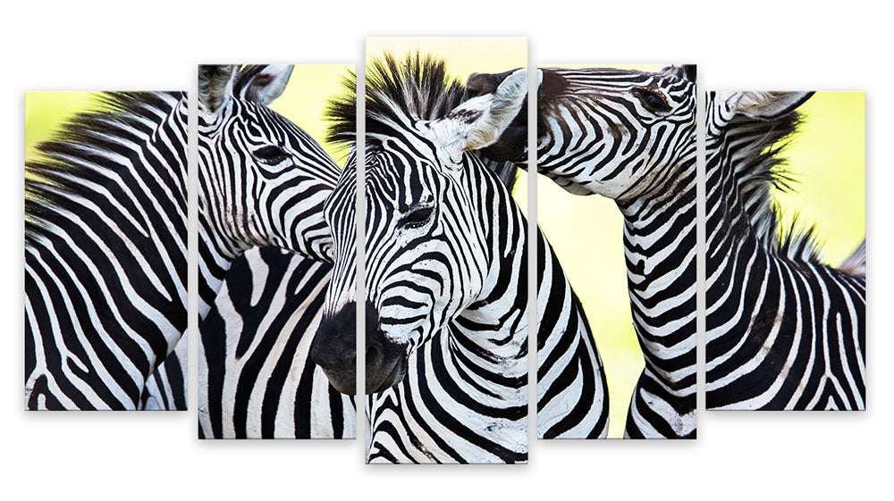 Tableau 5 parties Tableau photo trio de zebre - 150x80 cm | Leroy Merlin