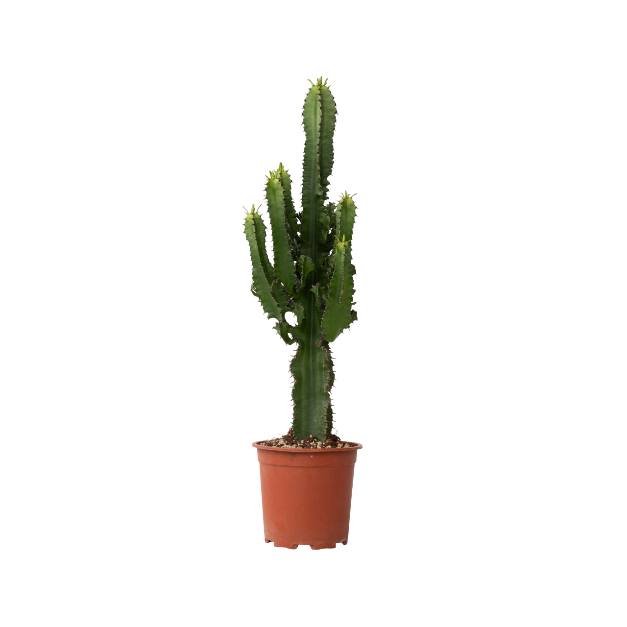 Euphorbia Ingens - Cactus - Planta de interior - Maceta 17 cm - Altura ...