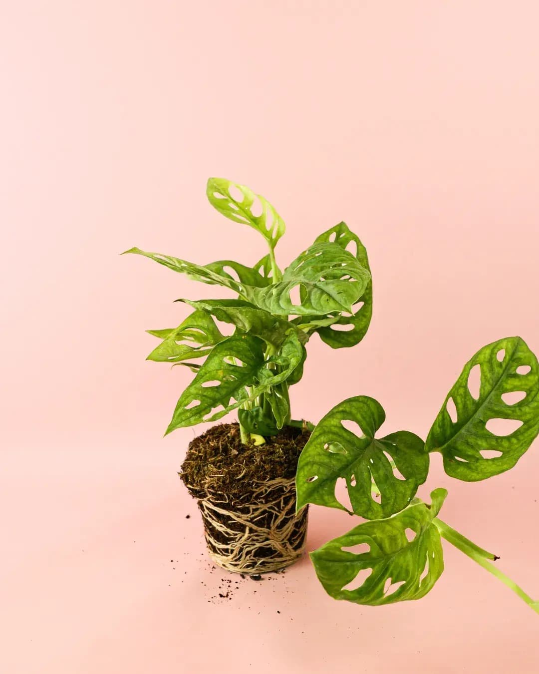 Monstera Monkey Adansonii | Plantas Naturales Interior | Pur Plant ...