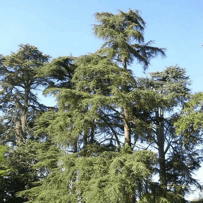 Cèdre Vert de l'Atlas (Cedrus Atlantica) - Godet - Taille 13/25cm ...