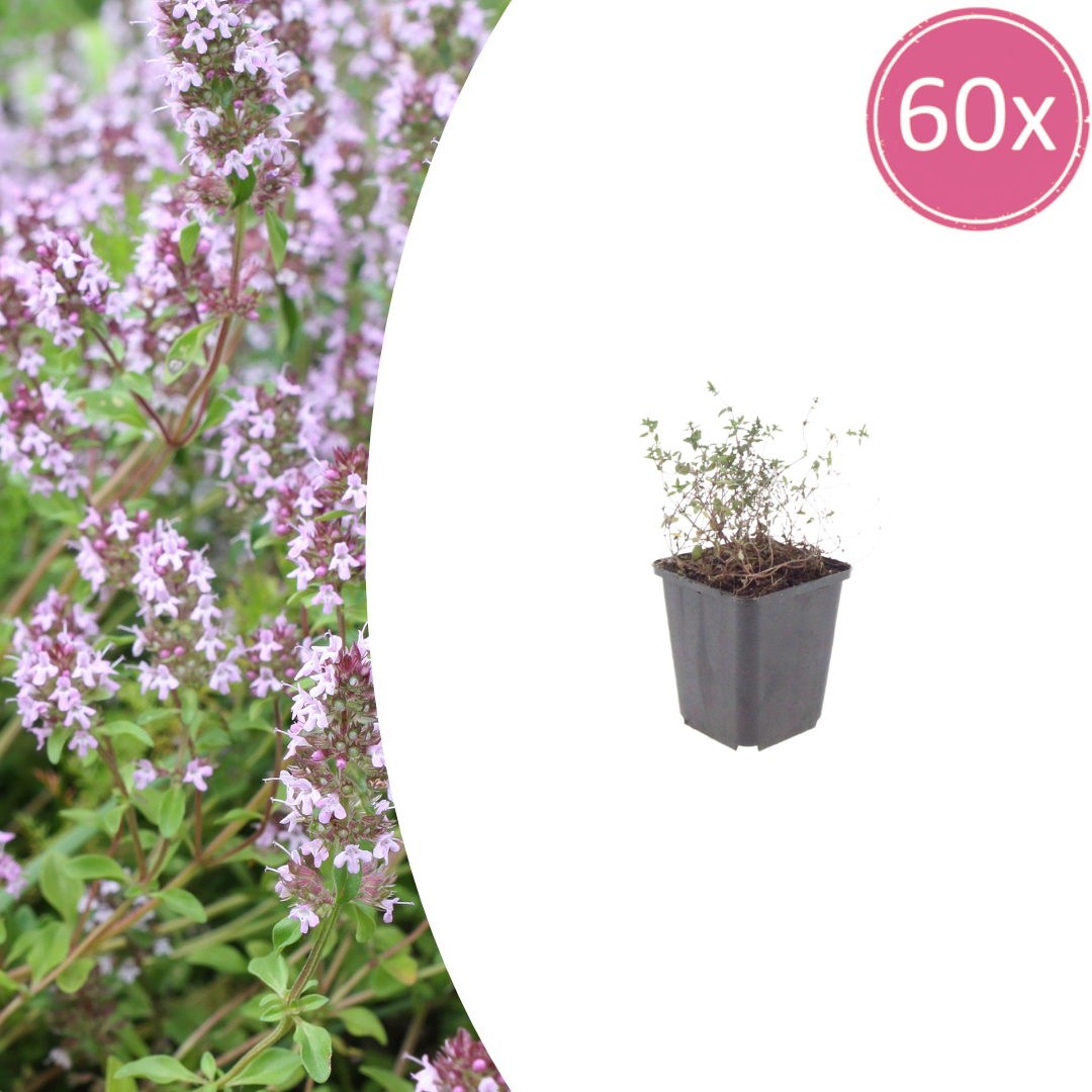 Thymus vulgaris - thym véritable - pot de 9cm - 10-25cm - ensemble de ...