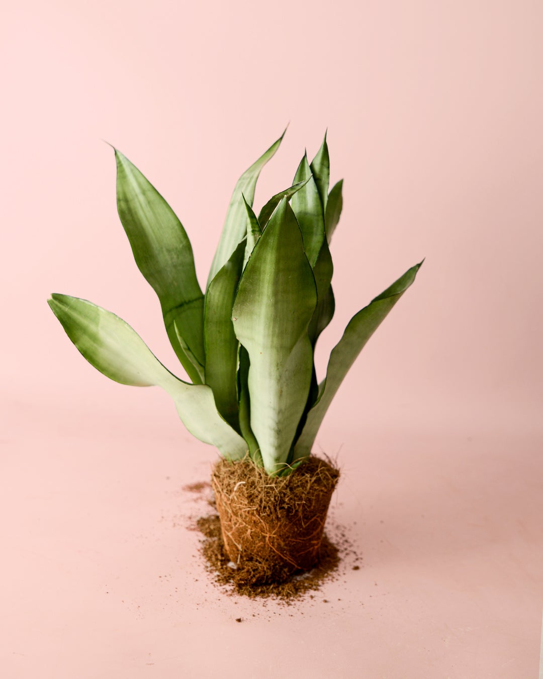 Sansevieria Moonshine | Plantas Naturales Interior | Pur Plant | Leroy ...