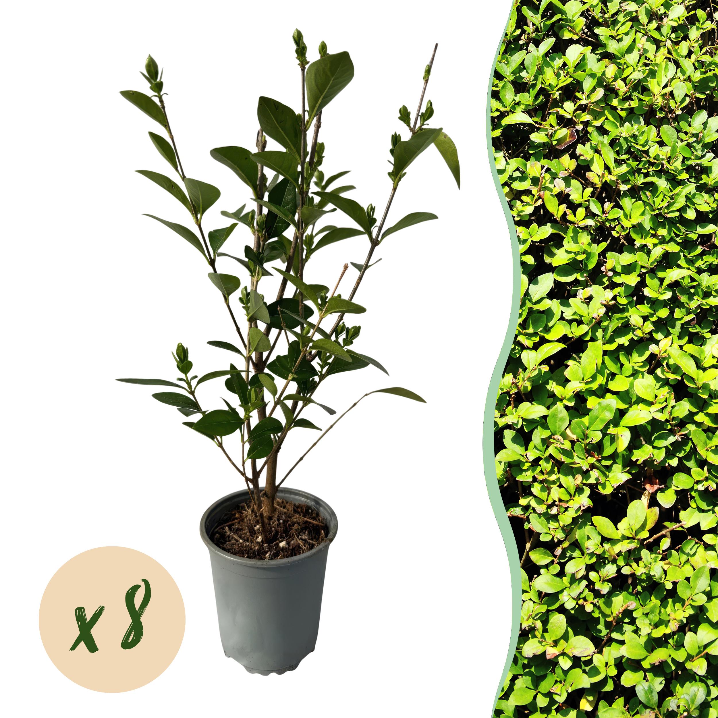 Ligustrum ovalifolium – Haie persistante – 8 plantes – Pot 9 cm ...