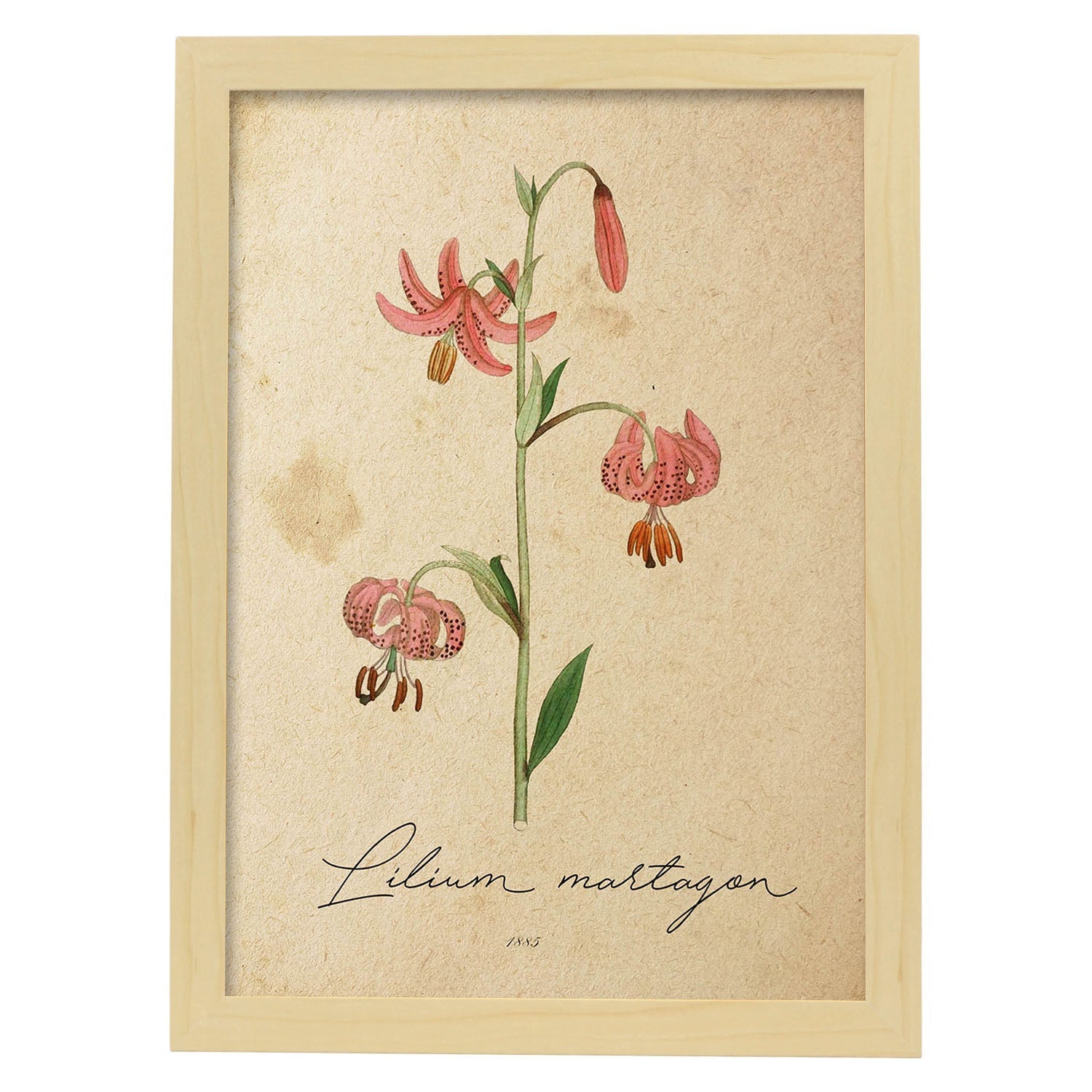 Affiche De Fleurs Vintage. Lilium Asatic Lame Avec Design Vintage ...