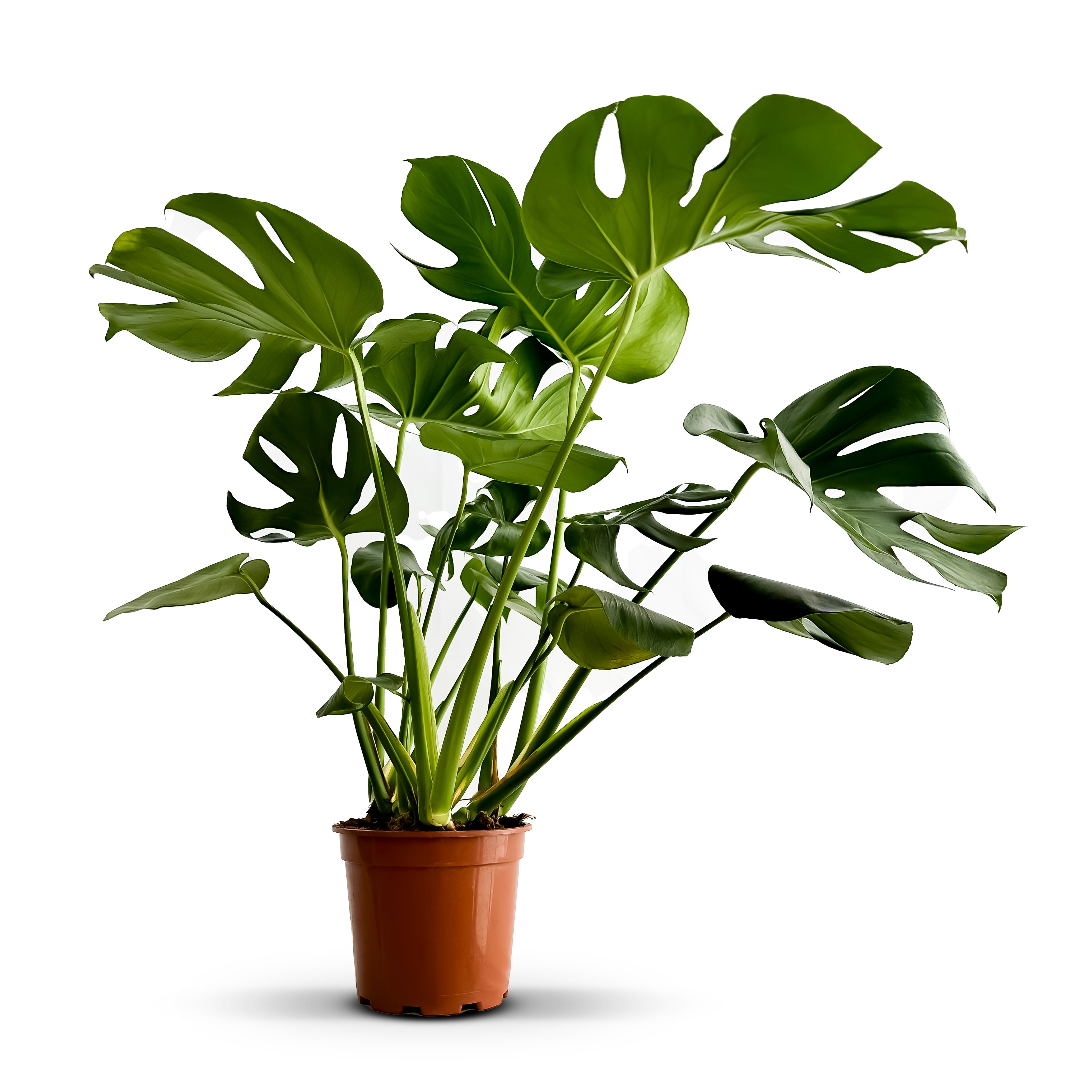 Costilla de Adán - Monstera Deliciosa Planta Natural en Maceta de 17cm ...