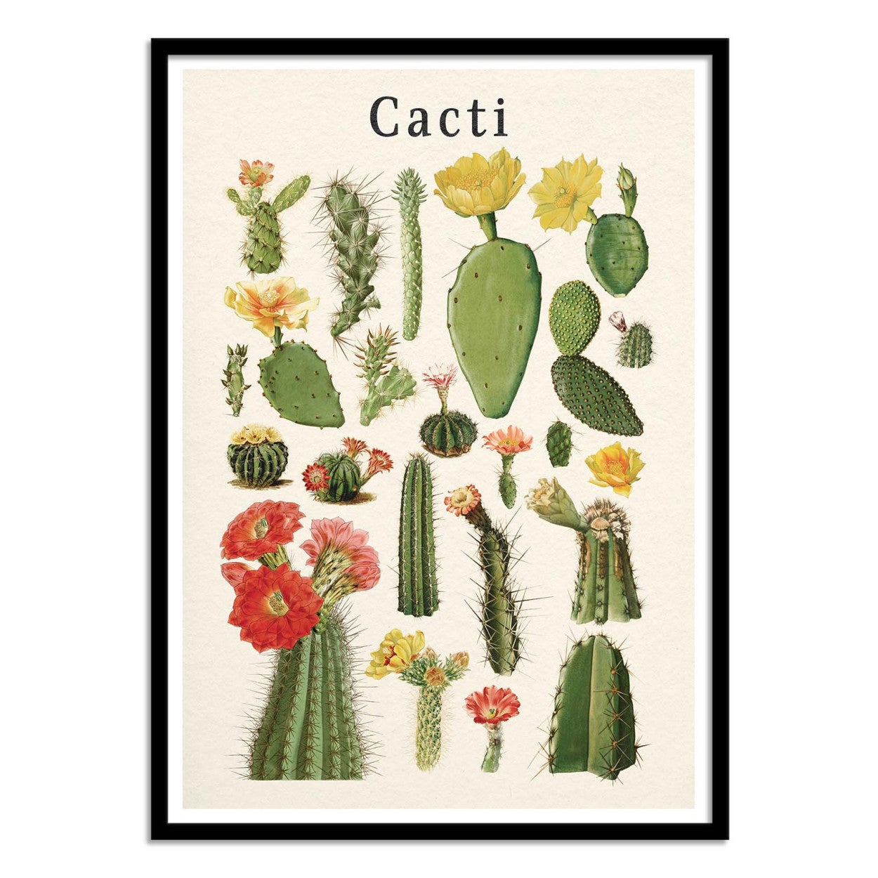 Affiche d’art et cadre noir 50 x 70 cm - Cacti collection - Gal Design ...