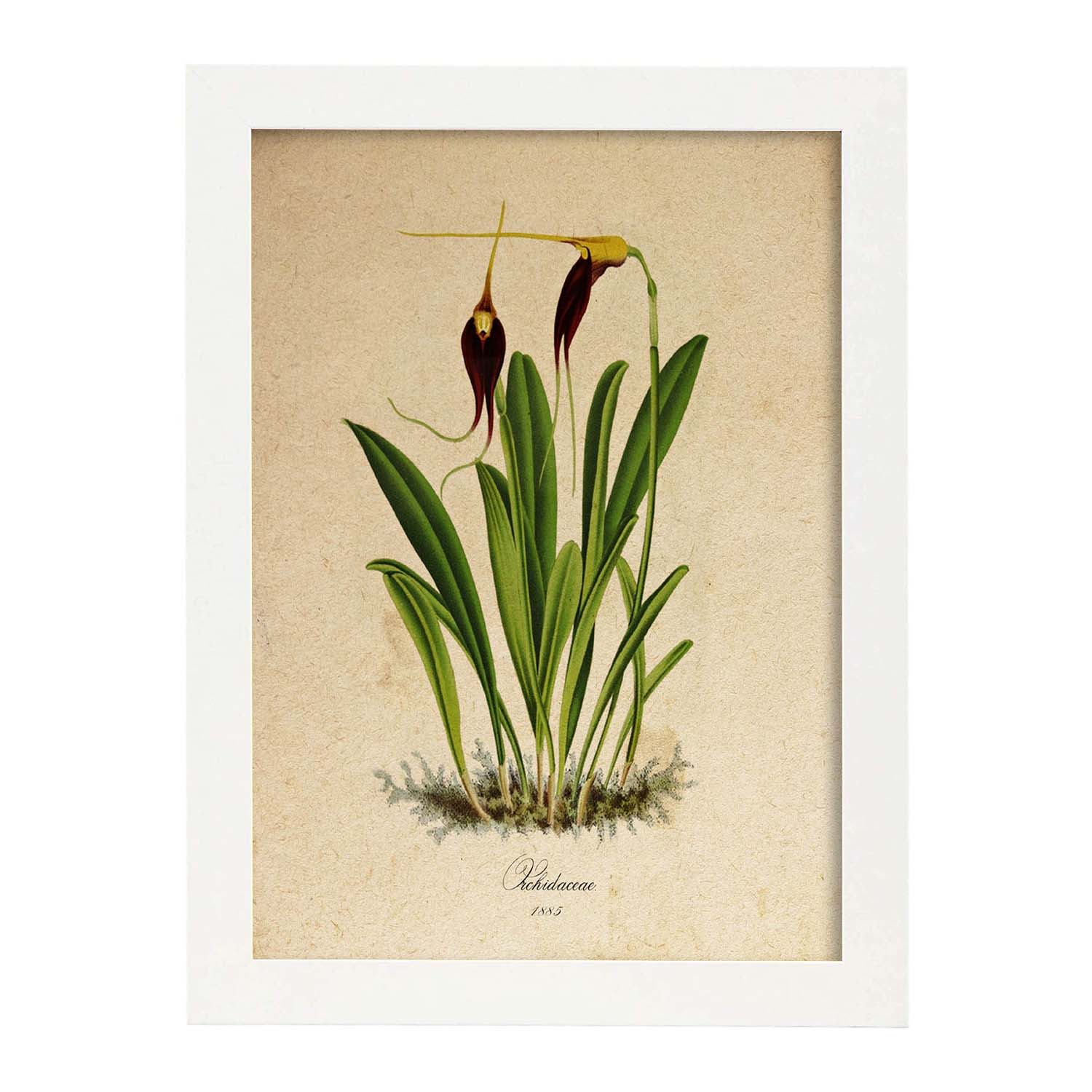 Affiche De Fleurs Vintage. Orchidaceae La Lame Jaune Et Violette Avec ...