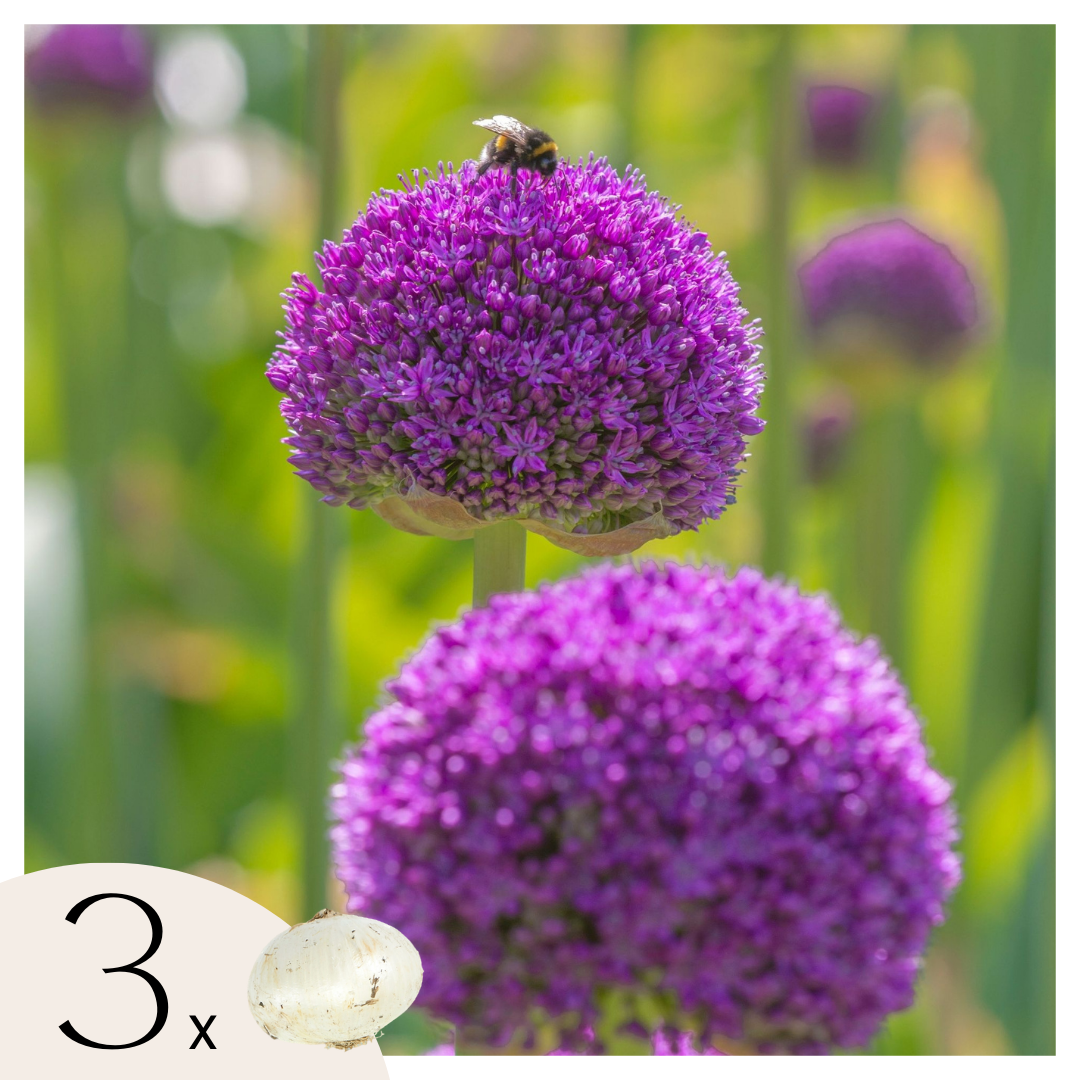 Ail - Set de 3 - Allium 'Ambassador' - Bulbes à fleurs - Violet | Leroy ...