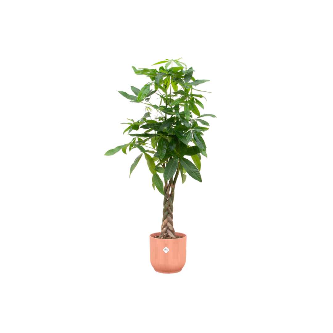 Planta Pachira Aquatica – Cachepot rosa – 160 cm – Ø30 cm– ComfortXL ...
