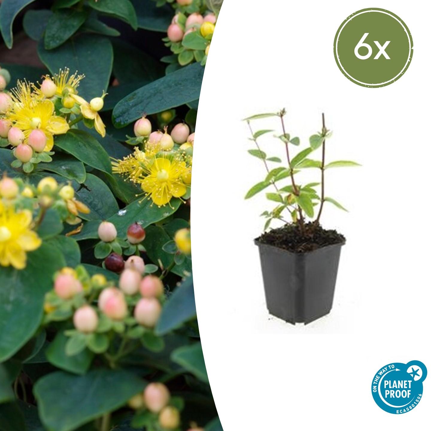 6x Hypericum inodorum 'Annebel' - Arbusto compacto 10-25cm - Maceta ...