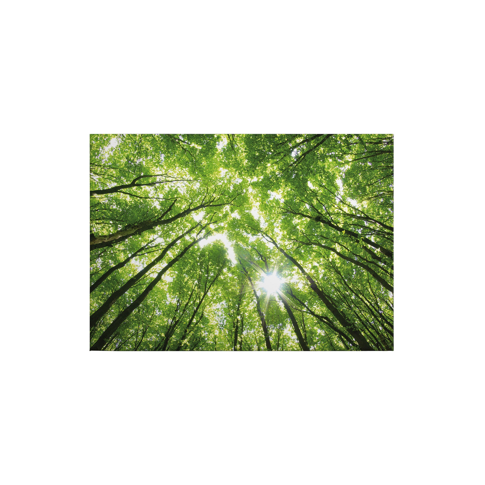 Tableau sur toile Arbres Feuilles M1-No.50255 Tableau Forêt Vert ...