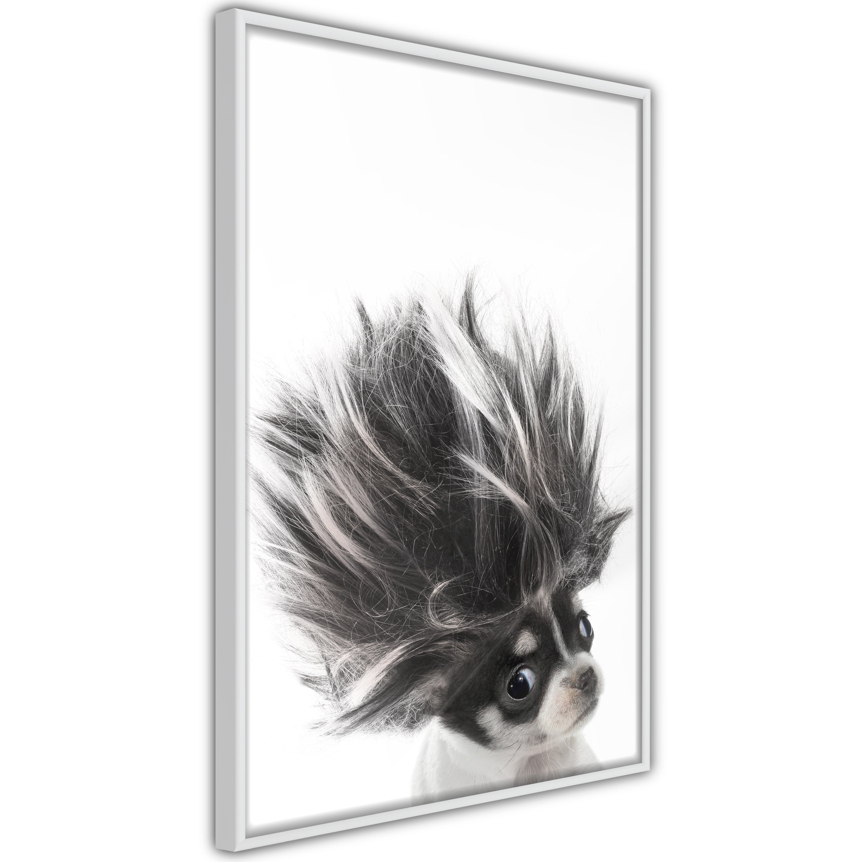 Poster et affiche - Funny Chihuahua - 40x60 | Leroy Merlin