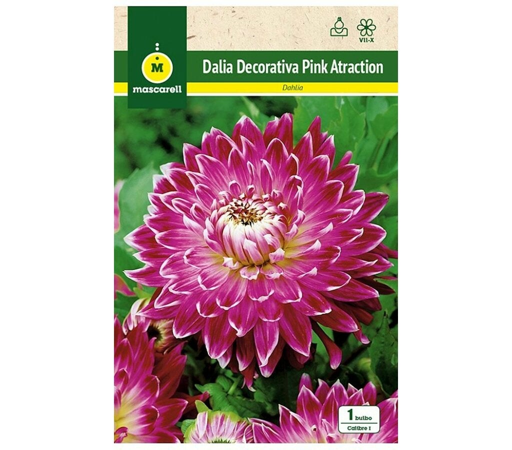 BULBO DALIA DECORATIVA PINK ATRACTION ROSA/BLANCA | Leroy Merlin