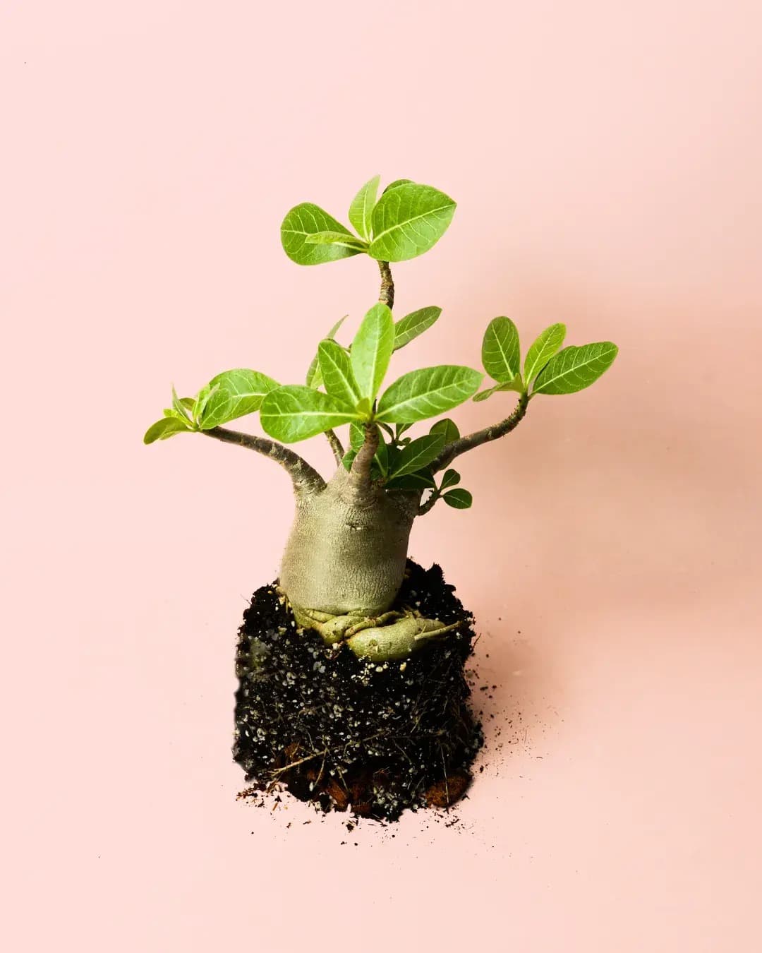 Baobab Mini | Planta Natural | Adenium Ansu Baobab | Pur Plant | Leroy ...
