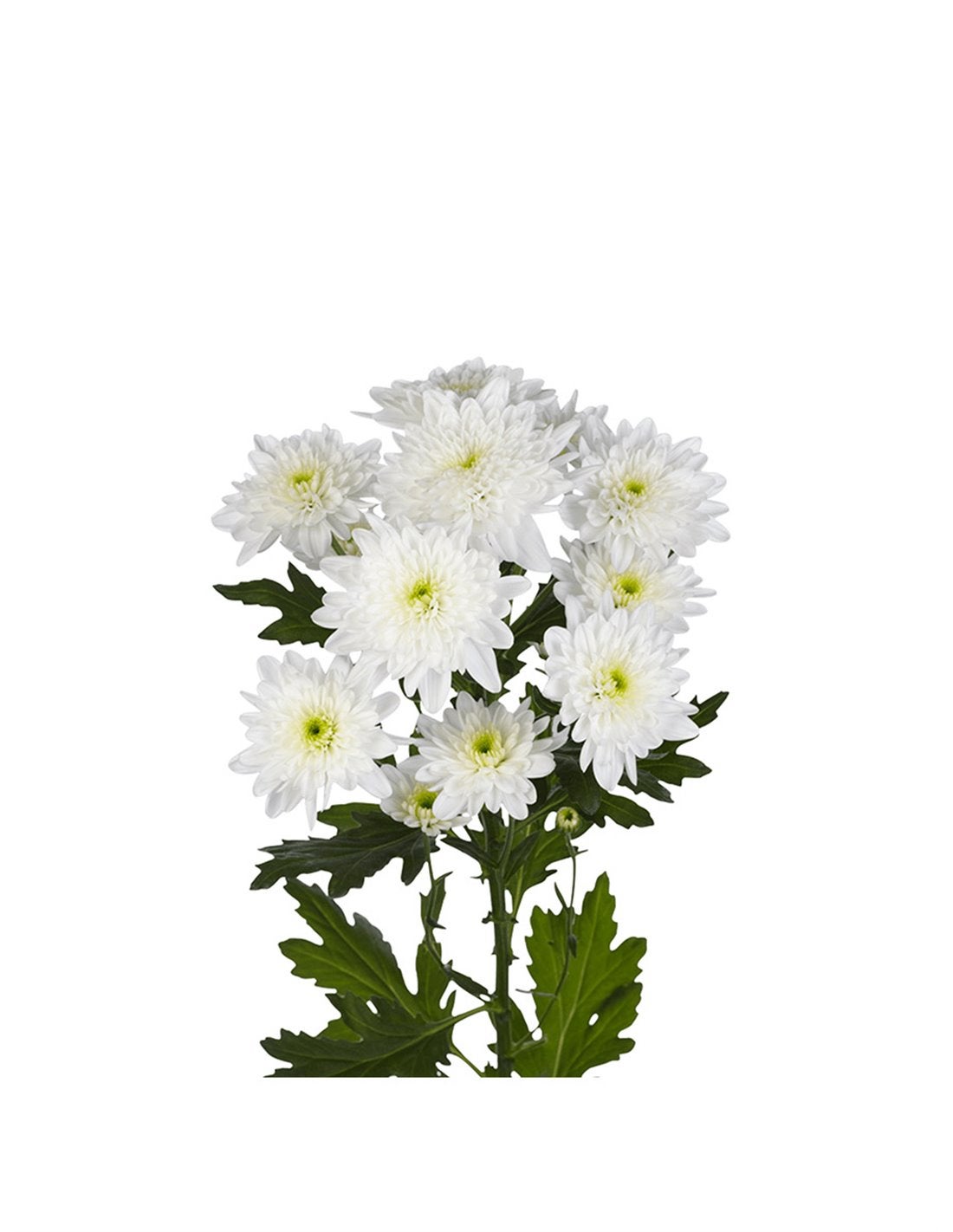 Margarita Crisantemo | Flor Natural | Crisantemo Euro | Ramo de 5 ...