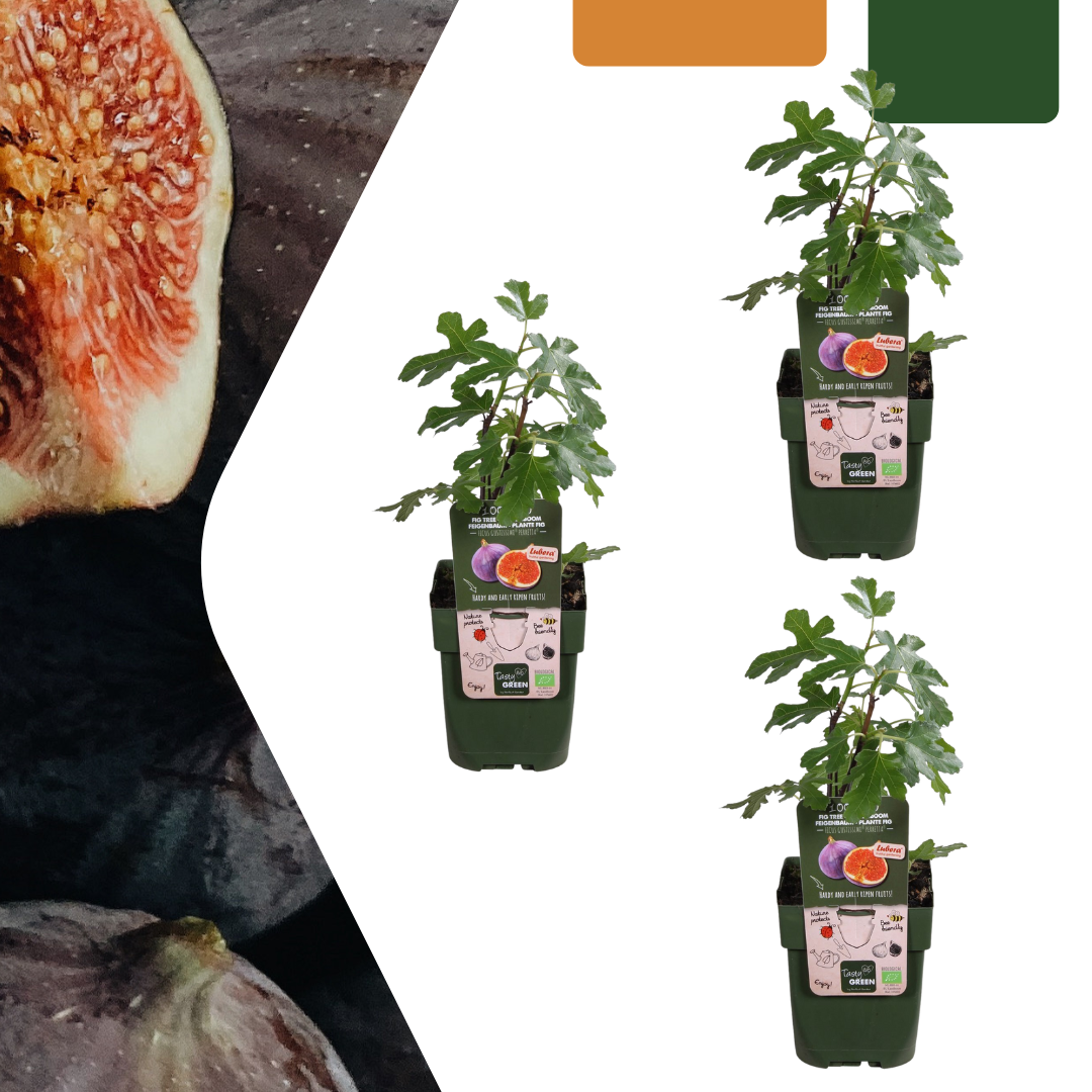 3x Figuier Bio – Ficus carica en pot Ø13 cm | Résistant, productif ...