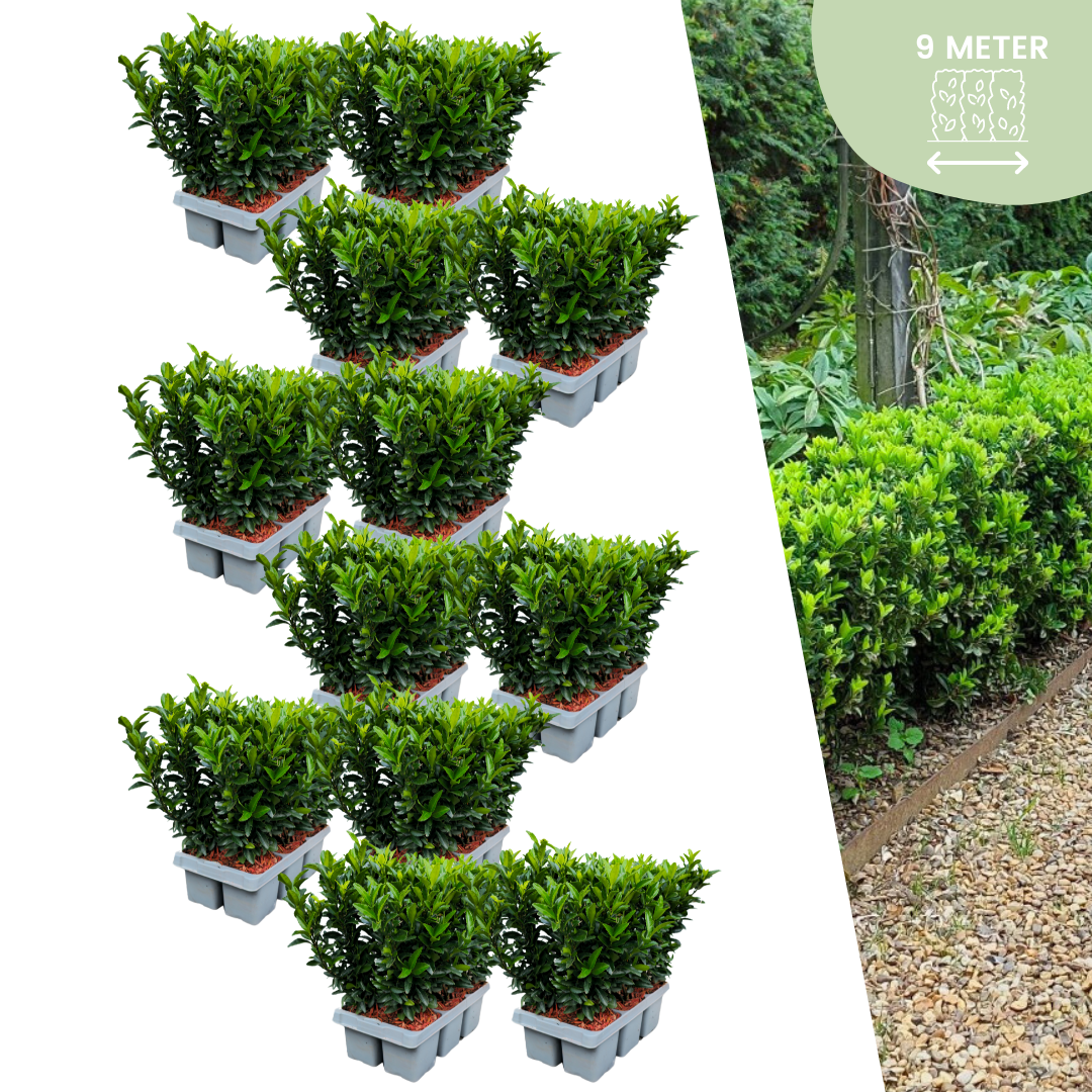Lot de 72 fusains Euonymus Green Spire – pot Ø7 cm – hauteur 15 cm ...