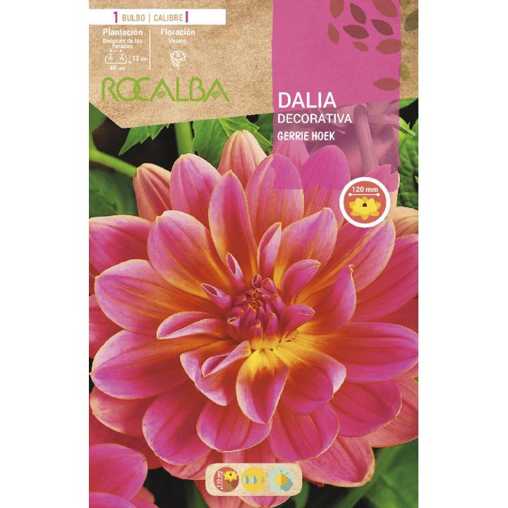 Bulbo Dalia decorativa rosa flor grande 1 | Leroy Merlin