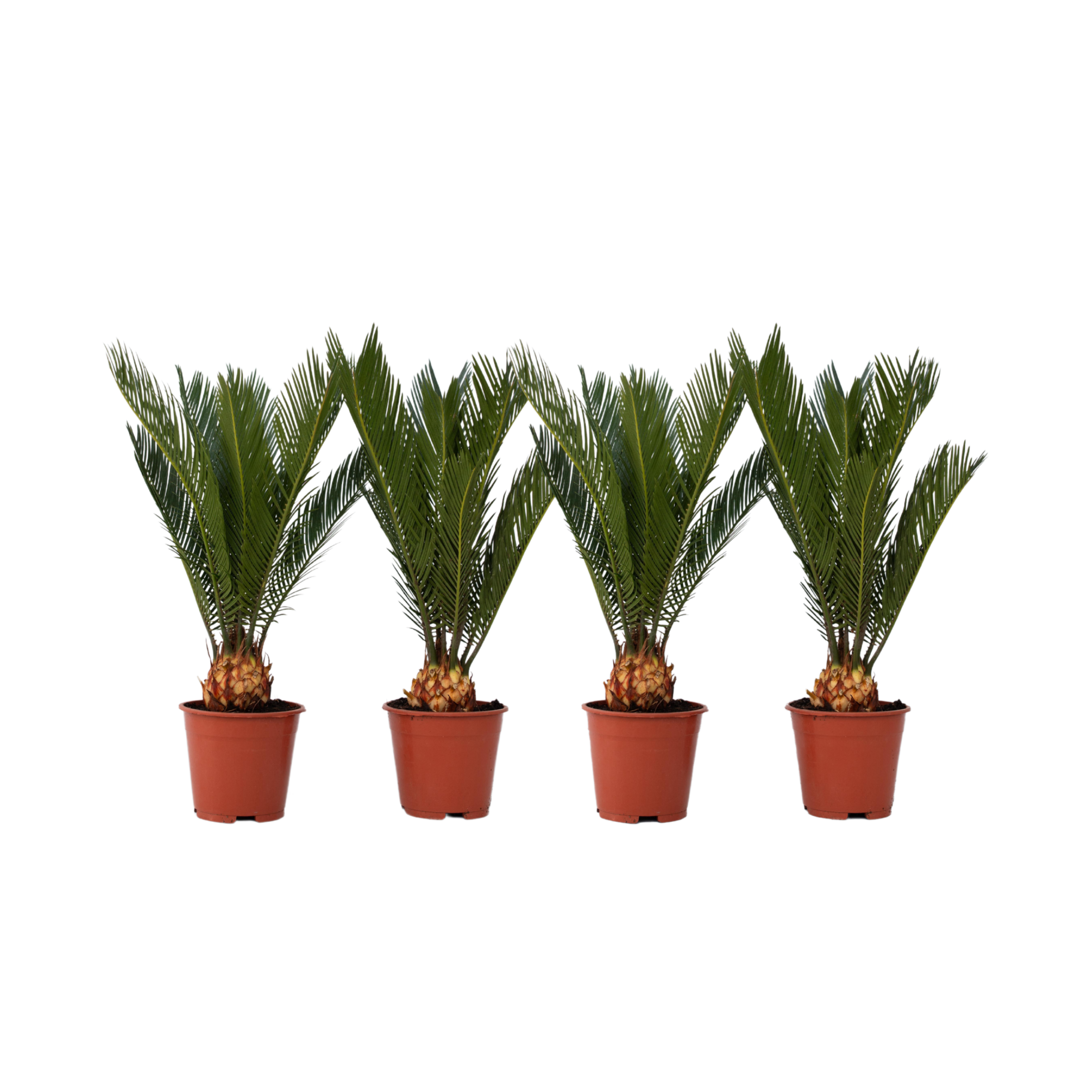 Palma de Sagú - 4 pzs - Cycas revoluta - Altura 45-60cm - ⌀15cm | Leroy ...