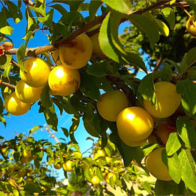 Prunier 'Reine Claude Dorée' (Prunus domestica 'Reine Claude Dorée ...
