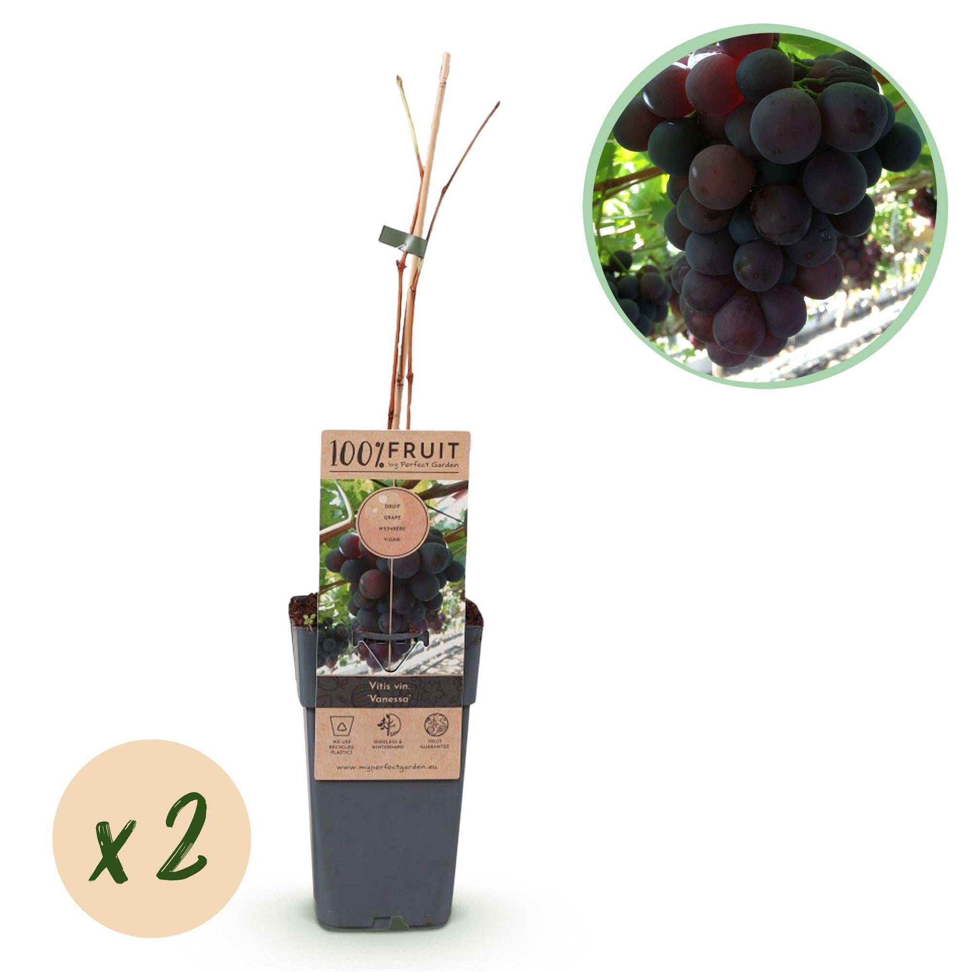 Vigne raisin violet Vitis vinifera Vanessa sans pépins lot 2 plantes ...