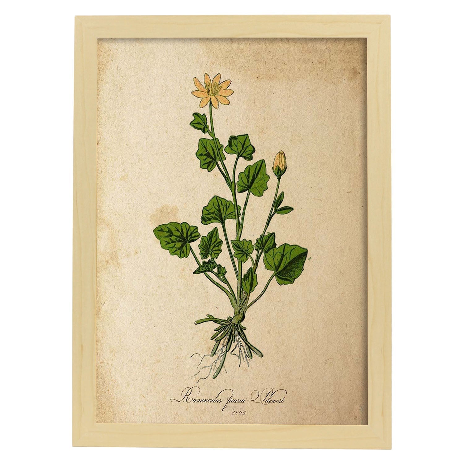 Affiche De Fleurs Vintage. Lamina Ranunculus Ficaria Avec Conception ...