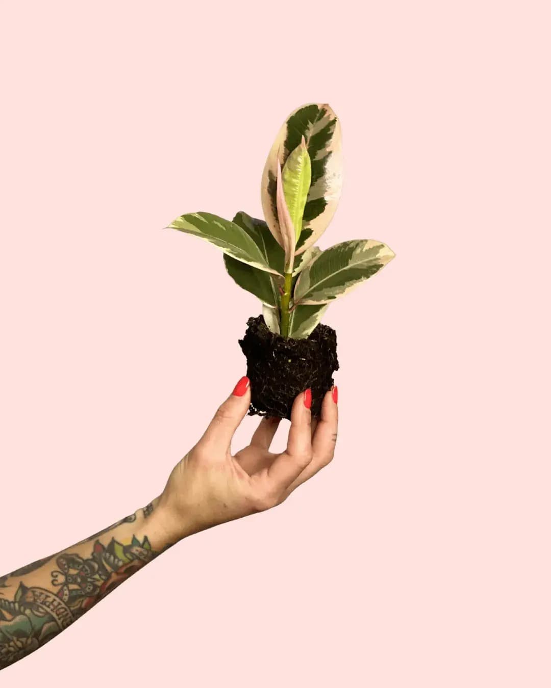 Bebé Ficus Elástica Tineke | Comprar Online | Pur Plant | Leroy Merlin