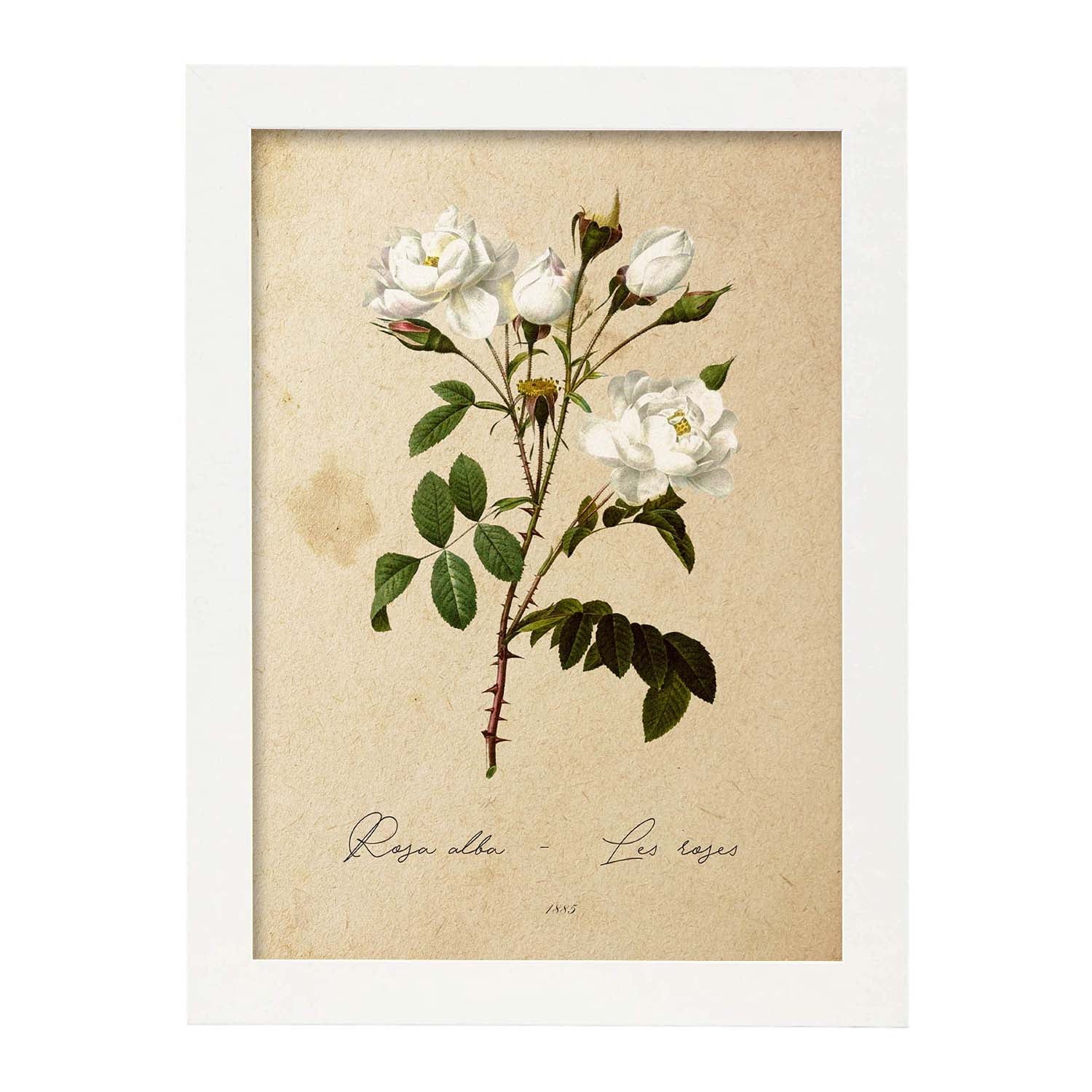 Affiche De Fleurs Vintage. La Lame Alba Rose Avec Design Vintage ...