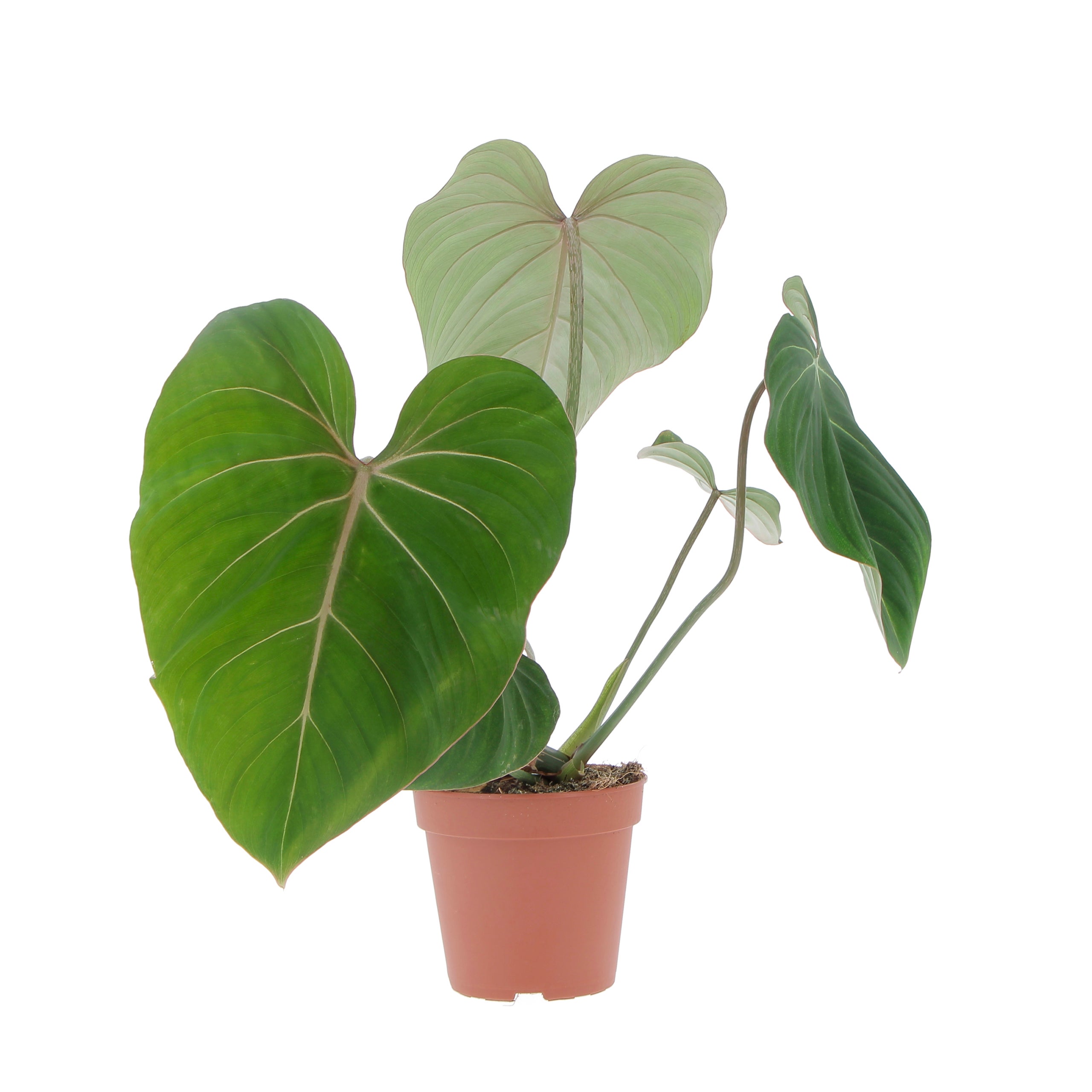 KENTIS - Philodendron Gloriosum - Piante Vere da Interni Purifica Aria - Pianta da Appartamento ...
