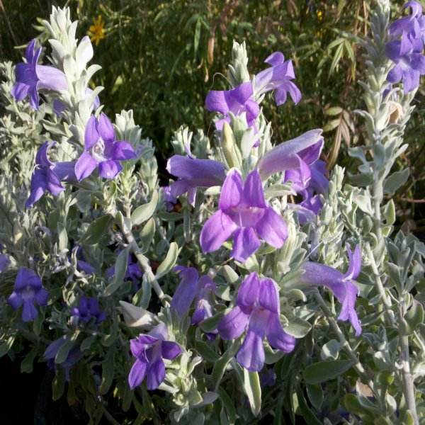 Eremophila Nivea vaso 24cm foto reali | Leroy Merlin