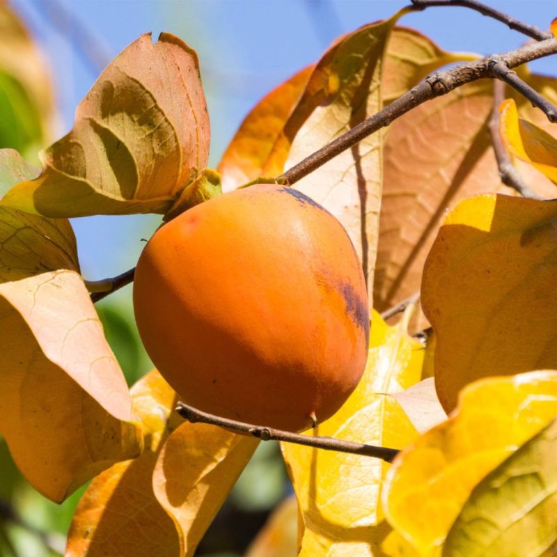 Kaki 'Muscat' (Diospyros kaki 'Muscat') - Scion de 80 à 100cm ...