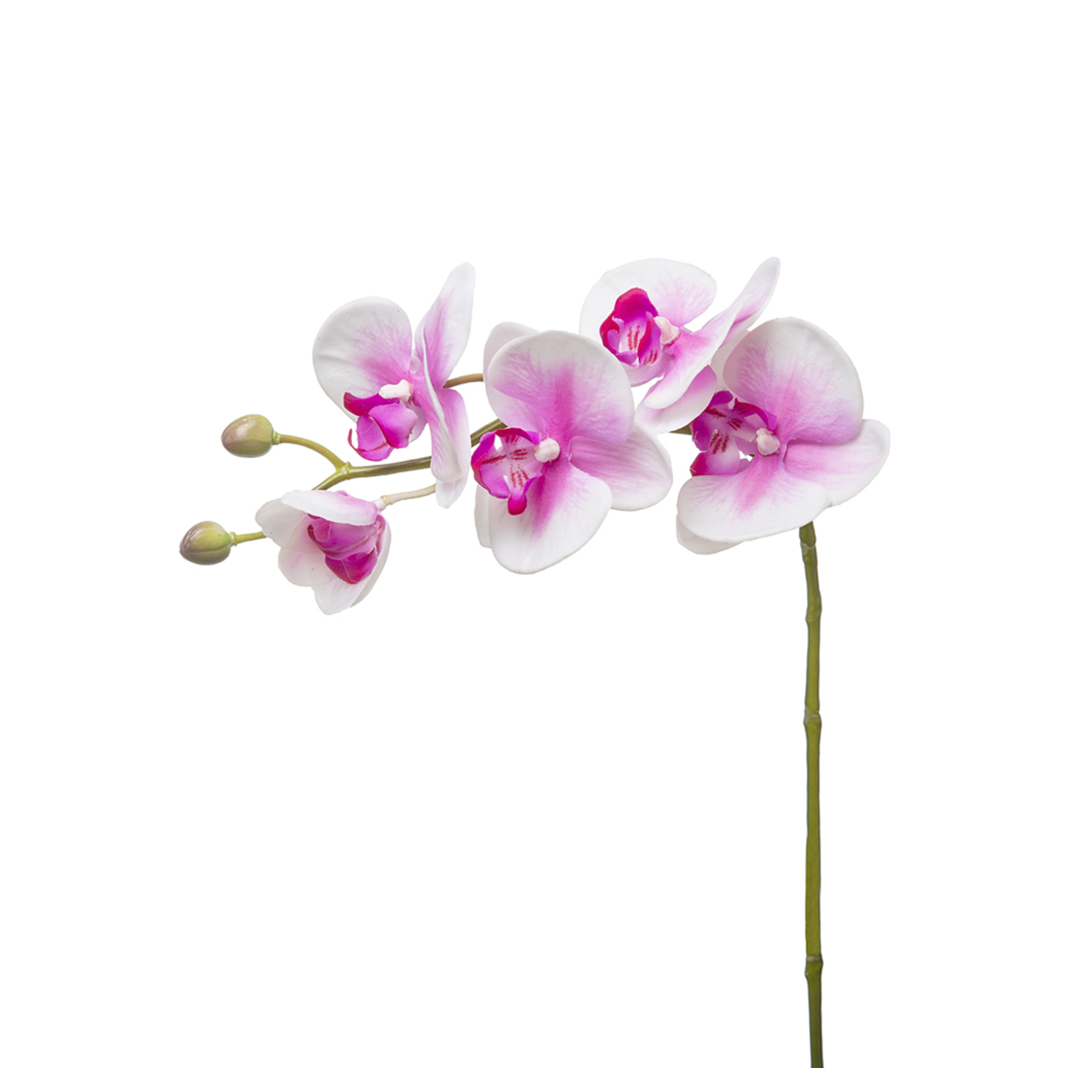 Orchidée Phalaenopsis FOREVER H47 | Leroy Merlin