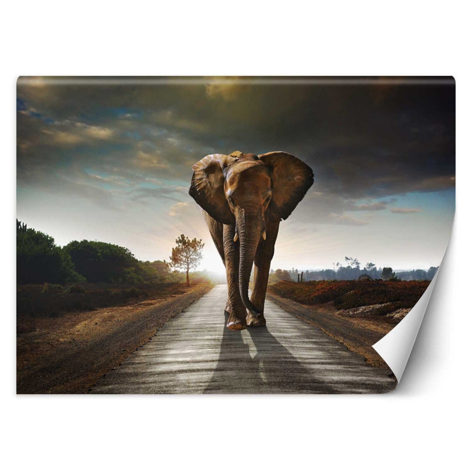 Papier Peint l phant Errant 300 X 210 Cm Leroy Merlin papier-peint-l-phant-errant-300-x-210-cm-leroy-merlin