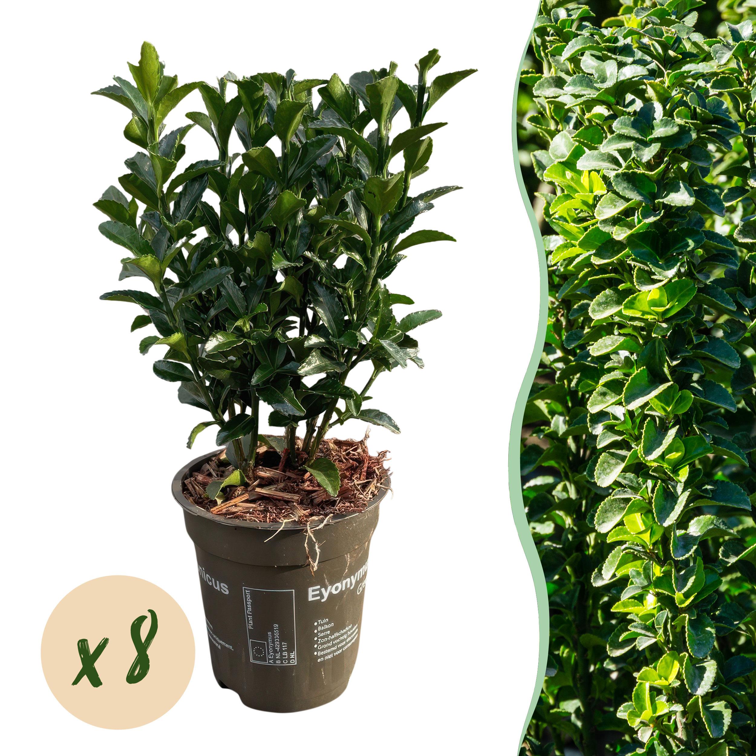 Euonymus japonica Green Spire – Plante de haie persistante – 8 plantes ...