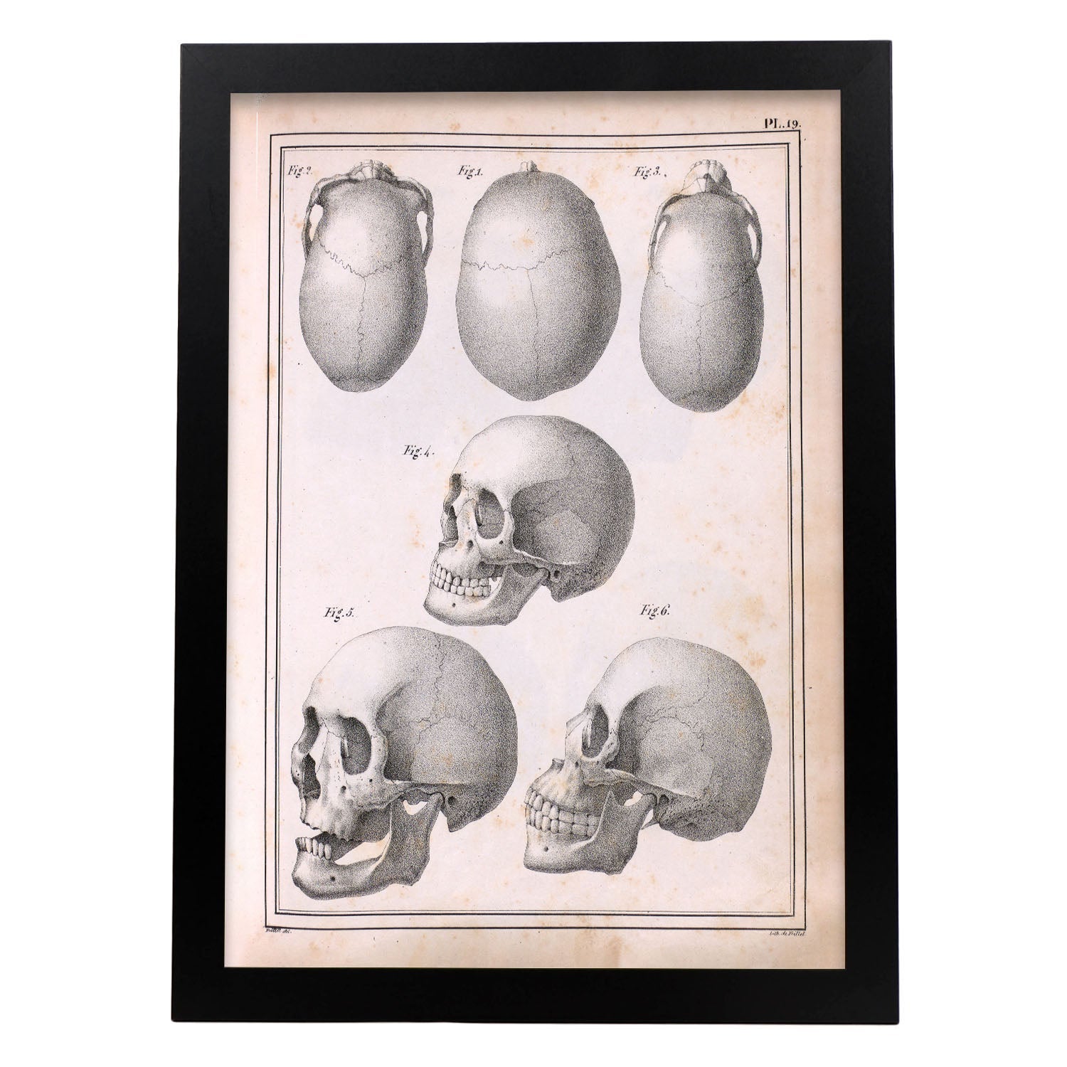 Affiche Avec Des Crânes Humains Illustrations Décoratives Sur L ...