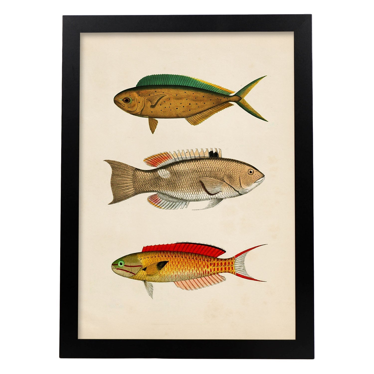 Lámina De Tres Peces Naranja Verde Beige Y Rojo En Fondo Papel Vintage ...
