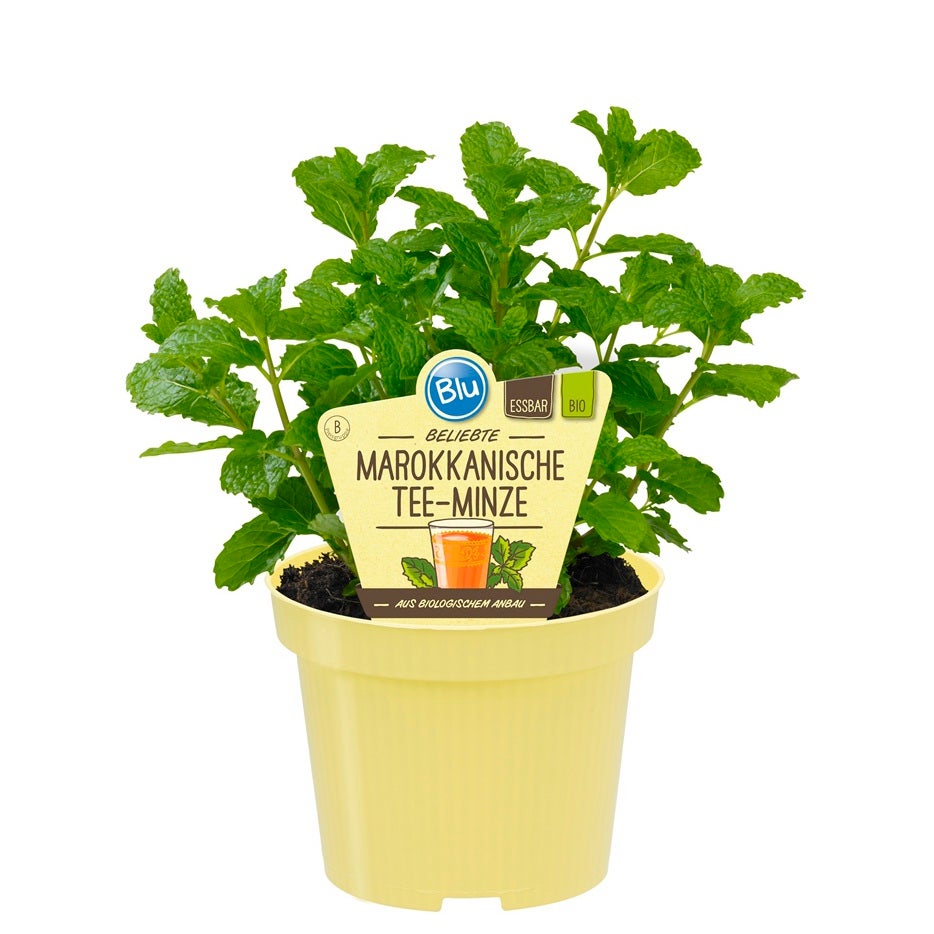 Menta marocchina di qualità biologica - Mentha spicata - pianta erbacea ...